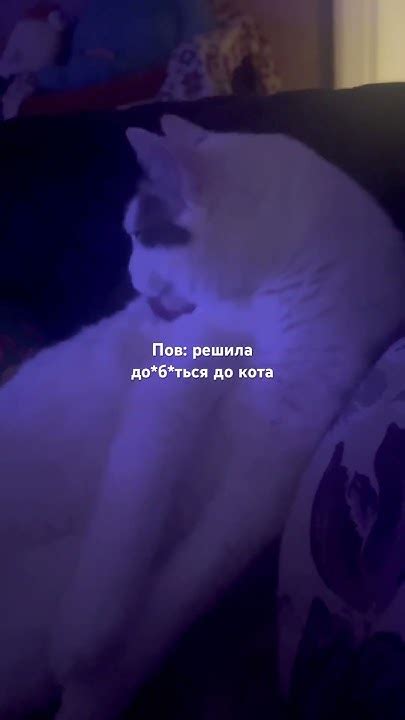 Судя по всему квадроберов в нашей семье не будет 🤣кот Youtube