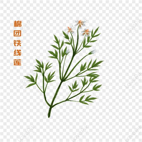 만화 식물 면화 클레 마티스 그림 Png 일러스트 무료 다운로드 Lovepik
