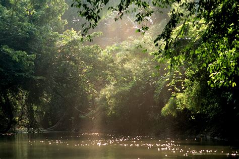 Repairing Nature And Building Back Better In A Post Covid World