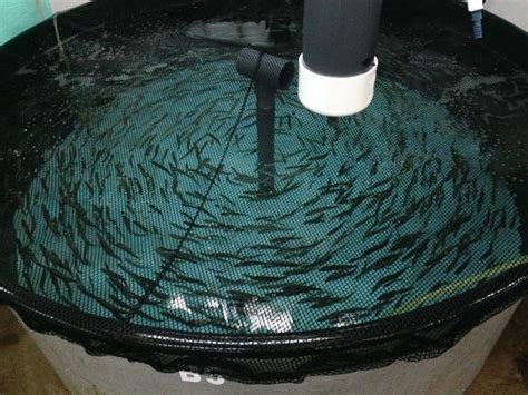 Disease In Herring Threatens Broader Food Web Encyclopedia Of Puget Sound