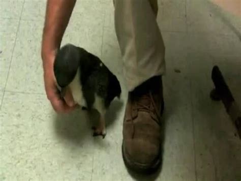 Post 12483346124 Marshmallow Tumbex Post 12483346124 Marshmallow Tumbex