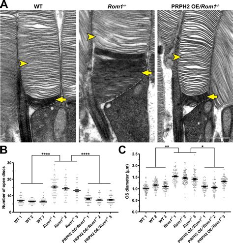 Rom1 Is Redundant To Prph2 As A Molecular Building Block Of Photoreceptor Disc Rims Elife