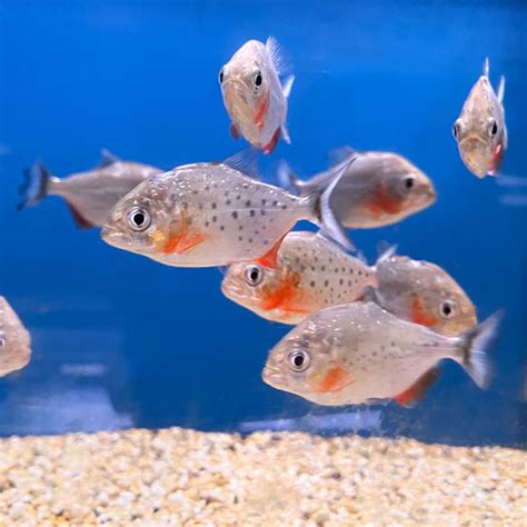Piranha Wholesale Tropicals