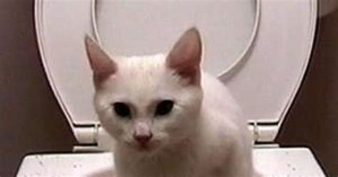 고양이 배변훈련 프로그램 英서 인기