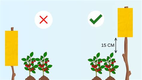 Top 4 Key Points For Maximizing Sticky Trap Effectiveness Gumtree Traps