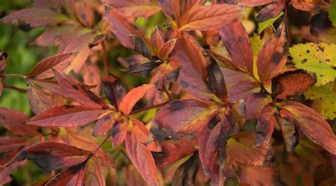 How To Plant Grow And Care For Peonies