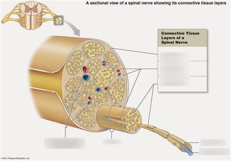 Unit Lecture Nervous Connective Tissue Layers Diagram Quizlet
