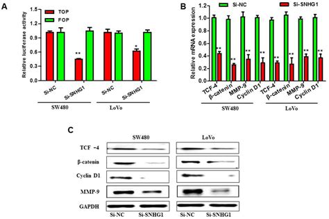 Snhg1 Facilitated Colorectal Cancer Malignant Progression Through By