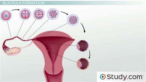 Morula Diagram