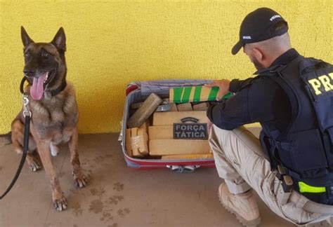 auxílio de cão farejador PRF e PM apreendem Kg de maconha menor de idade AgoraMS