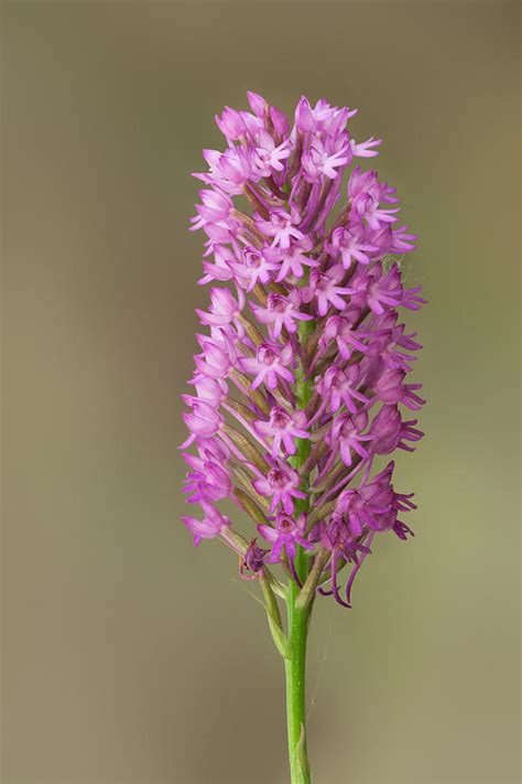 Pyramidal Orchid Photograph By Yuri Peress Fine Art America
