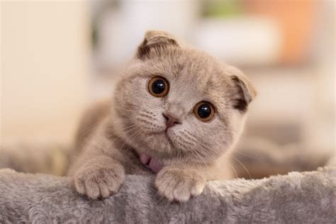 10 Curiosidades Sobre Os Filhotes De Gato