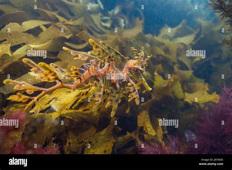 Leafy Sea Dragon Underwater Macro Stock Photo Alamy