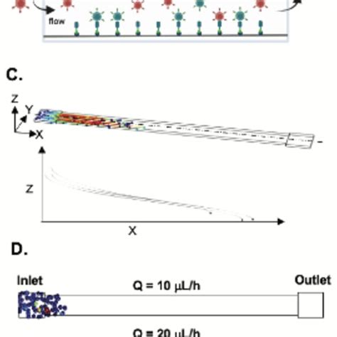 A Schematic Of Antigen Functionalized On The Surface Of The Device And Download Scientific