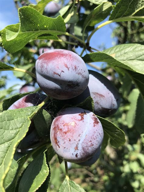 Śliwki Mieszaniec 1 Kg Tradycje Natury