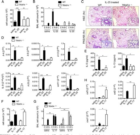 Figure 2 From Traf4 Smurf2mediated Dazap2 Degradation Is Critical For