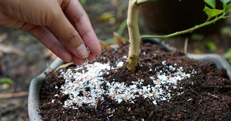 How To Add Calcium To Your Soil Signs Of Calcium Deficiency The