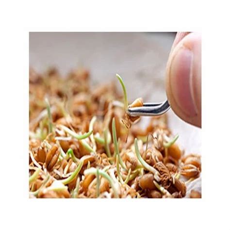 Seed Testing Services At ₹ 1500sample In Ghaziabad Id 26607424091