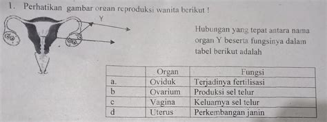 Gambar Reproduksi Wanita Dan Fungsinya