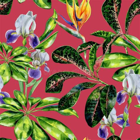 Schefflera Stock Illustrations 418 Schefflera Stock Illustrations