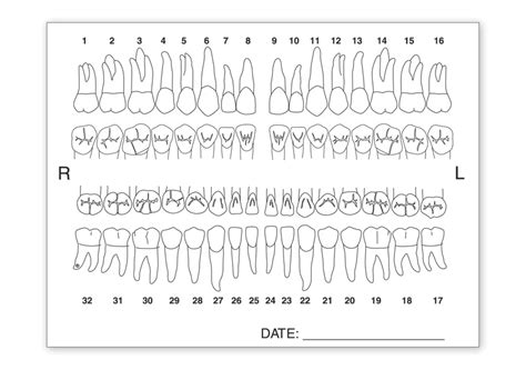 Anatomy Of Teeth Chart Dog Teeth Chart Guide To Canine Dental Health
