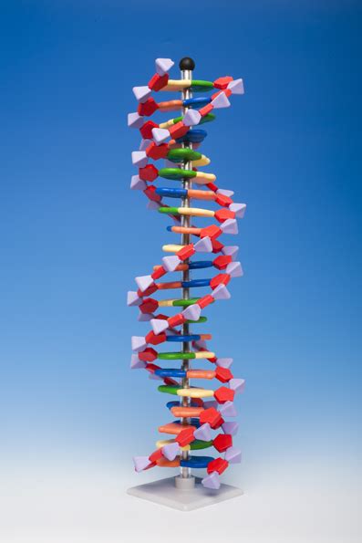 Dna Rna Molymod