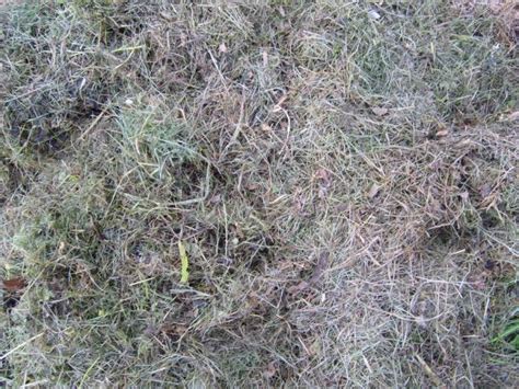 Free Picture Old Cutted Grass