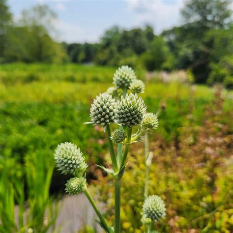 Eryngium Yuccifolium Mellow Marsh Farm