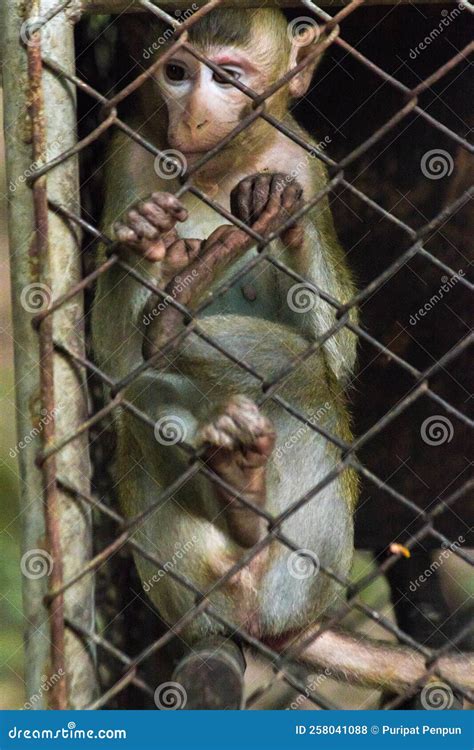 The Monkey Was Trapped In A Cage Stock Photo Image Of Captive Mammals