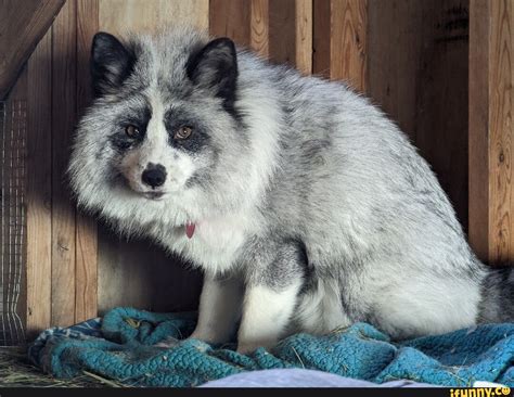 Tfm Malachi Memes Best Collection Of Funny Tfm Malachi Pictures On Ifunny