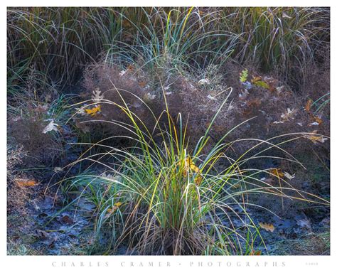 Backlit Grasses And Leaves Near Merced River Yosemite Photographs
