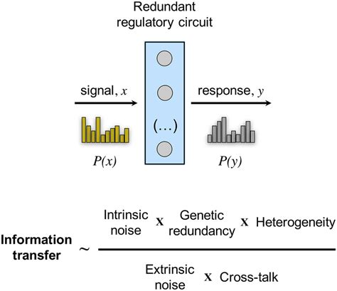 Model Of Information Transfer In Gene Regulatory Circuits Intrinsic