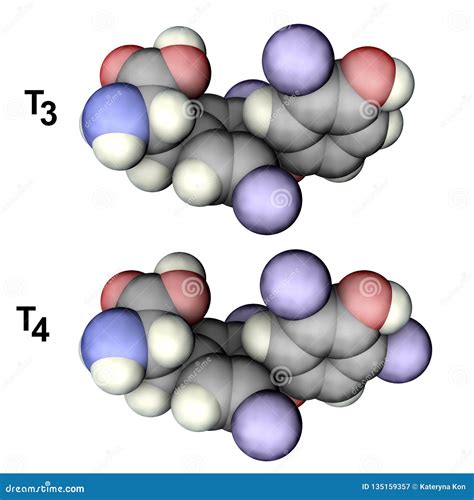 Thyroid Hormones Regulation Of Vital Functions Of Body Human Endocrine System Cartoon Vector