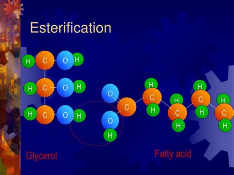 Biology Department Watford Girls Grammar School Ppt Download