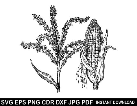 Corn Svg Eps Png Dxf Corn Cricut Corn Clipart Farm Svg Vegetable