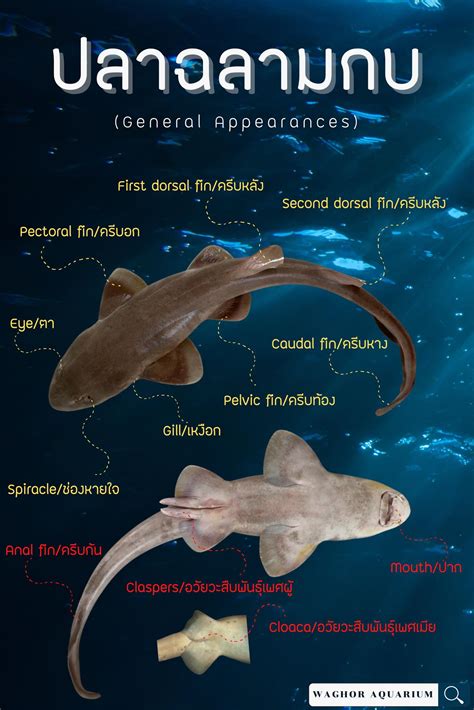 Waghor Aquarium วงศ์ปลาฉลามกบ หรือ วงศ์ปลาฉลามหิน