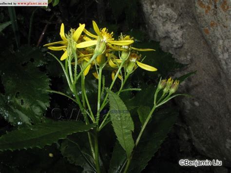 林荫千里光Senecio nemorensis Linn 植物图片库 植物通