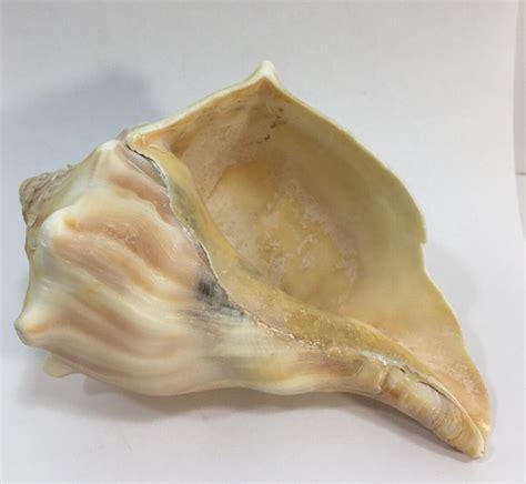 Striped Welk Seashell Natural 6in Nautical Beach Shell Decor Sea Shore