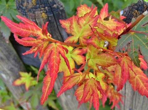 Feuilles Jardin Buisson Photo Gratuite Sur Pixabay Pixabay