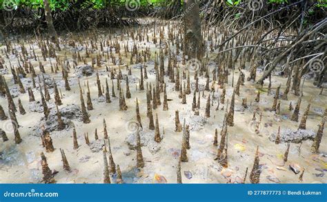 Spiky Roots From The Tropical Forest Habitat Of Avicennia Marina Stock Image Image Of Green