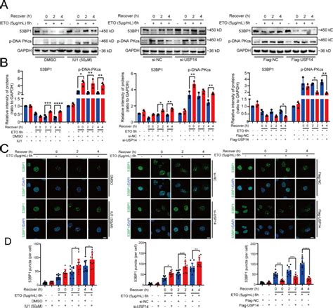 Usp14 Inhibition Promotes Dna Damage Repair And Represses Ovarian