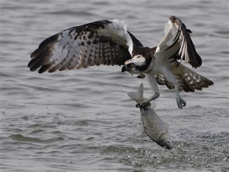 ミサゴが魚捕獲に飛び込むシーンが撮れた。 （2023 3 4撮影） がんばのブログ 鳥たちとの出会いを求めて！