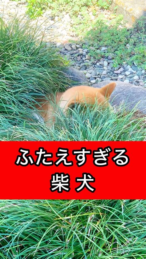 柴犬コロとa君の平凡な日常 柴犬コロ 柴犬のこーゆーとこが😆 柴犬コロ おもしろ かわいい 犬 Funny Shibainu