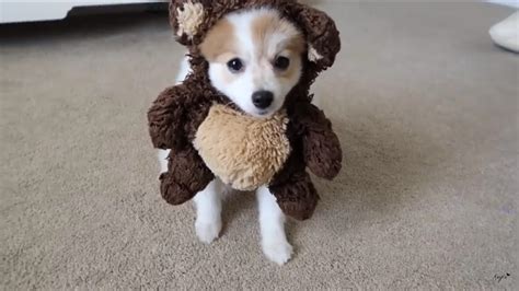 Teddy Bear R Aww
