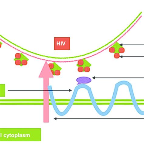 Mode Of Action Of Non Nucleoside Reverse Transcriptase Inhibitor Download Scientific Diagram