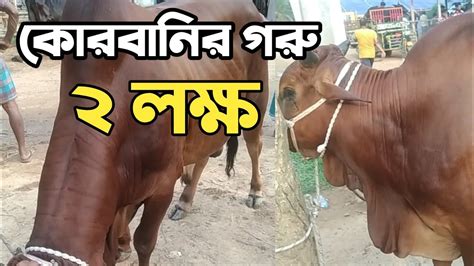 আলহামদুলিল্লাহ কোরবানির গরু ২০০ লক্ষ ঈদুল আজহা ২০২৩ Youtube