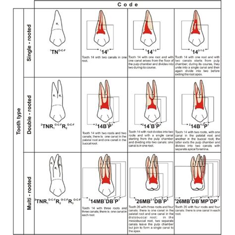 Diagrammatic Representations Of The New System For Classifying Root And