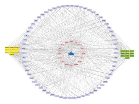 Drug Ingredients Gene Symbols Disease Digd Network Construction