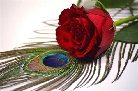 Peacock Feather Red Rose Beauty Free Photo On Pixabay