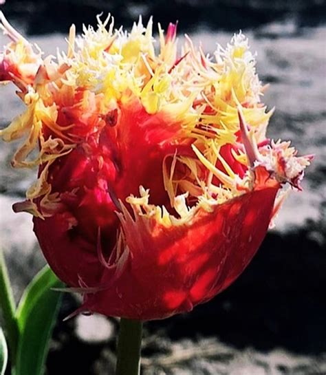 Tulipan Nr 133 5 Szt Cebulki Tulipany BENEX Sklep EMPIK